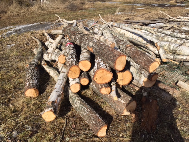 lempaalan-visakoivu2 – Visaseura ry