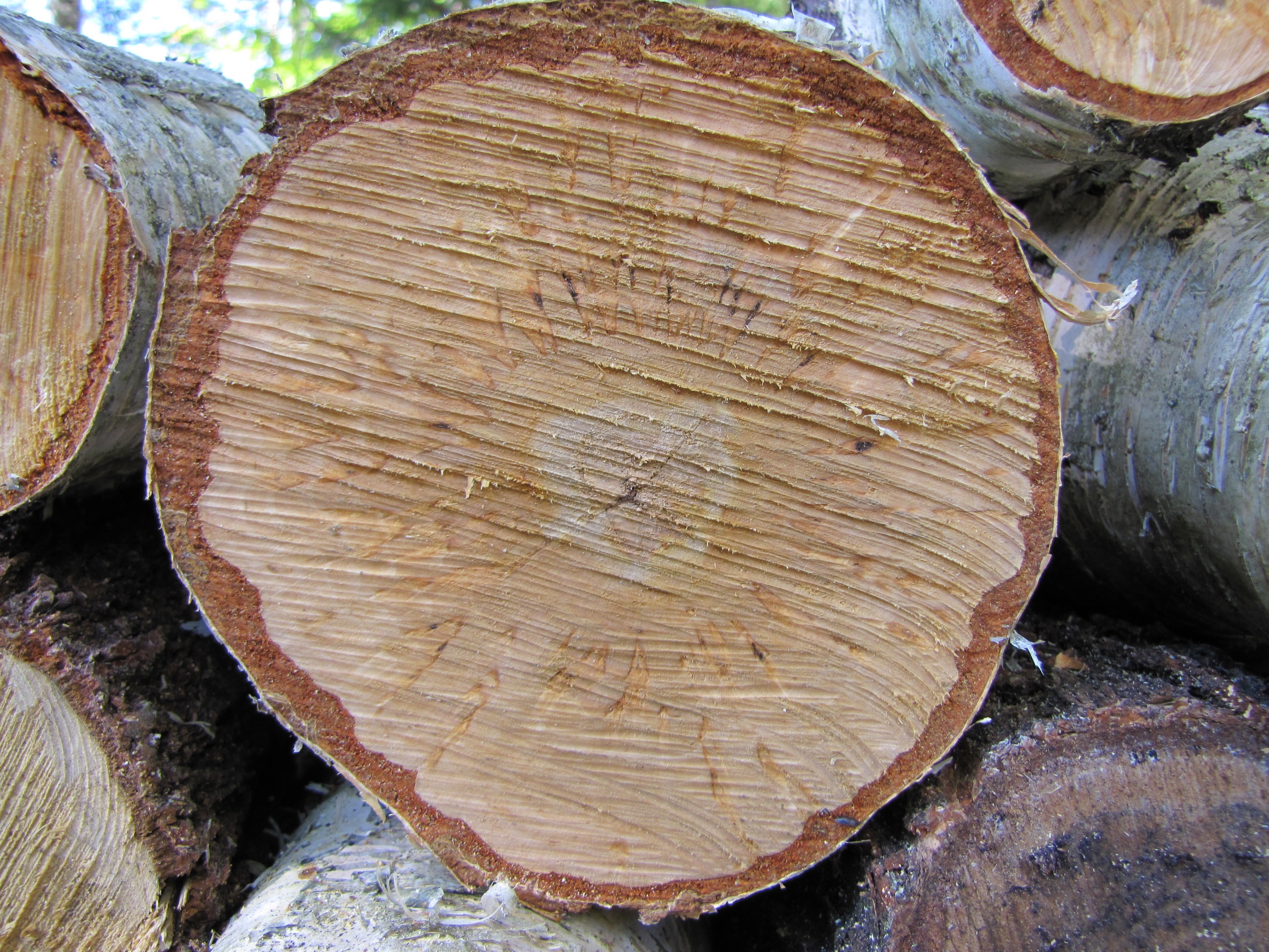 Visakoivu Hakala 2 – Visaseura ry