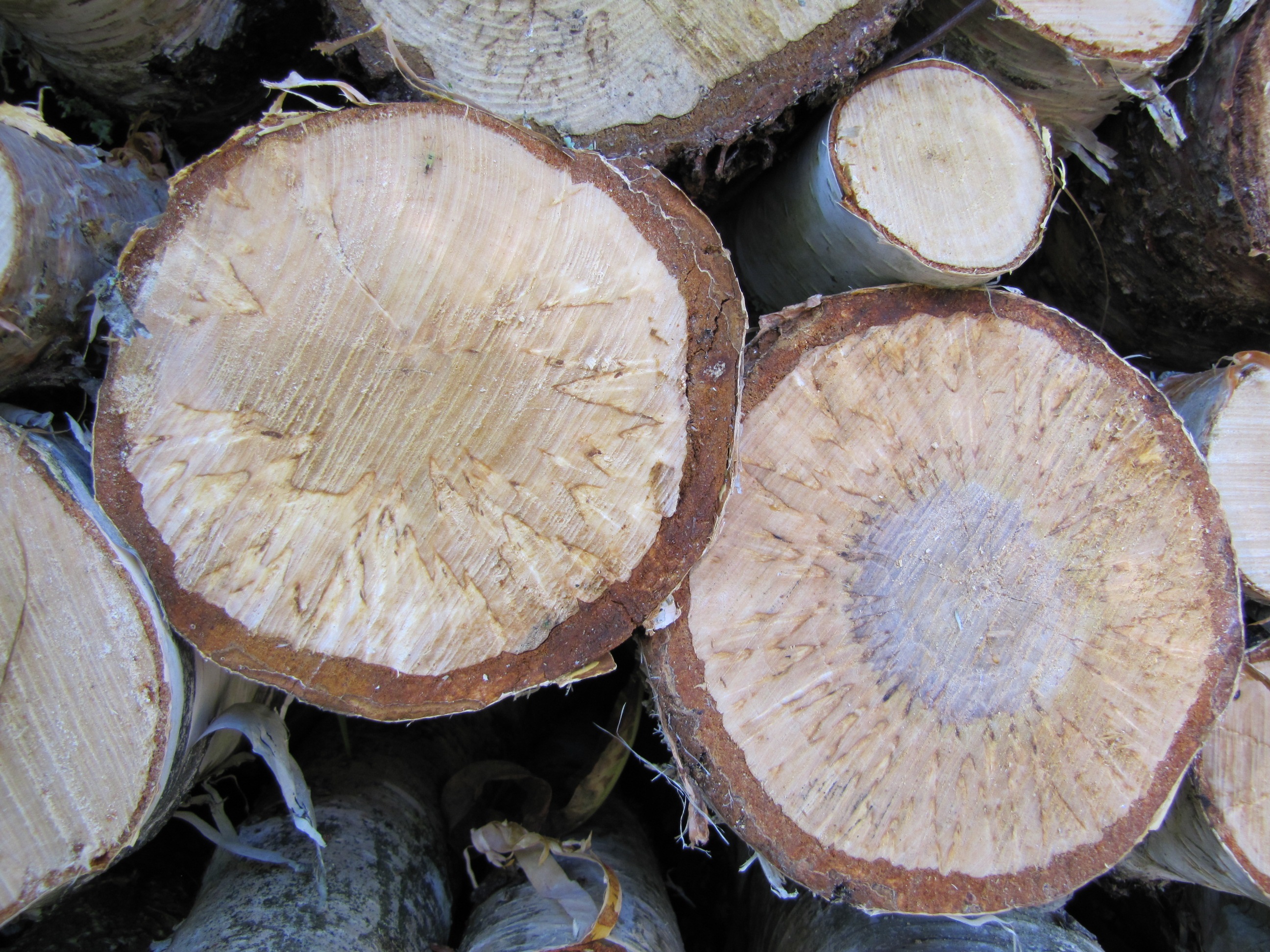 Visakoivu Hakala – Visaseura ry