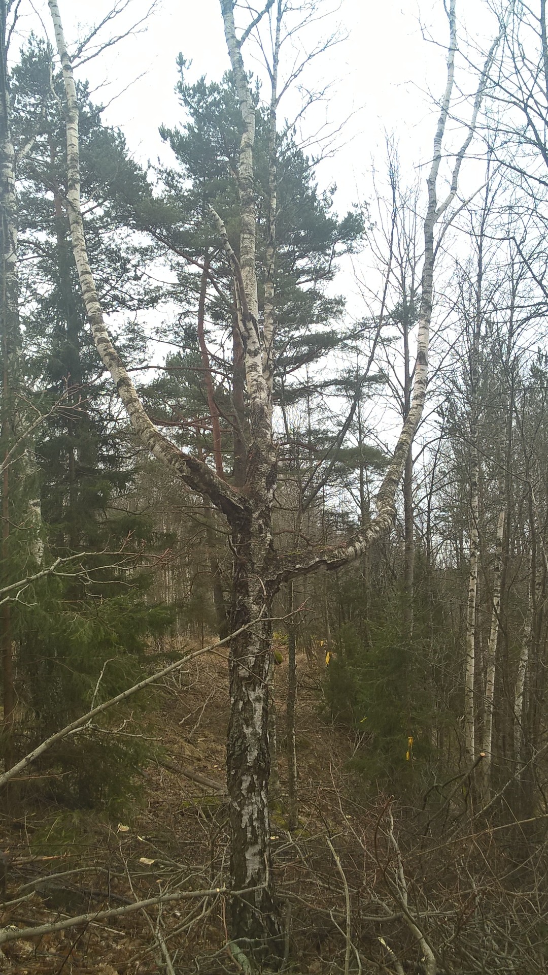 visakoivu-salo-kisko – Visaseura ry