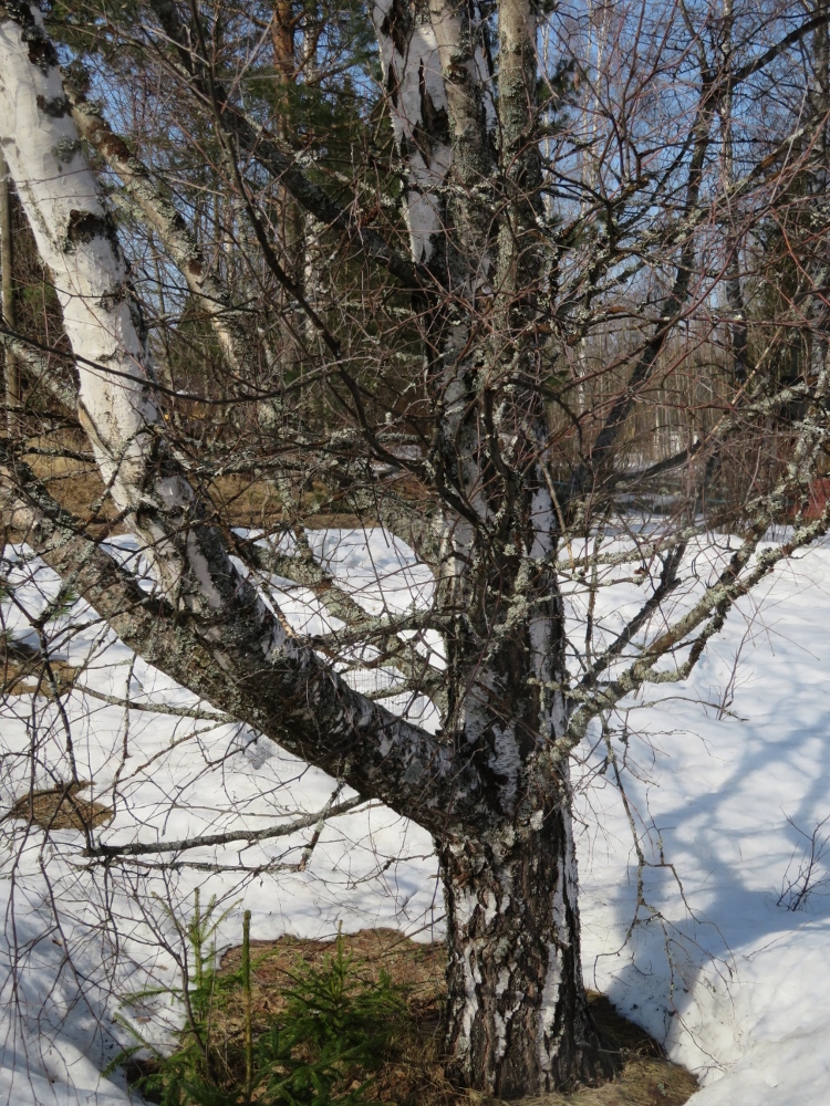 visakoivu_ikaalinen_img_2466-750×1000 – Visaseura ry