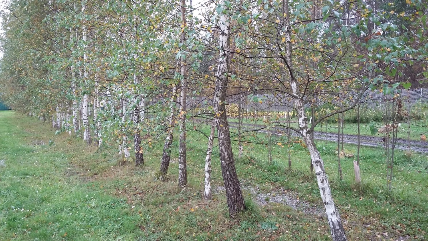 Visakoivut Oulu – Visaseura ry