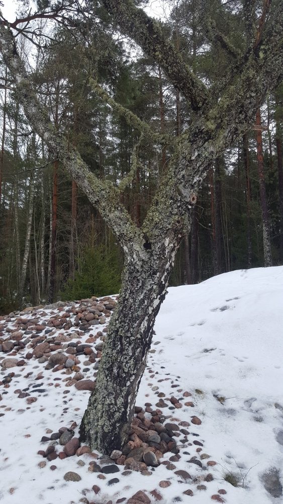 visakoivu-salo-2-1000×563 – Visaseura ry