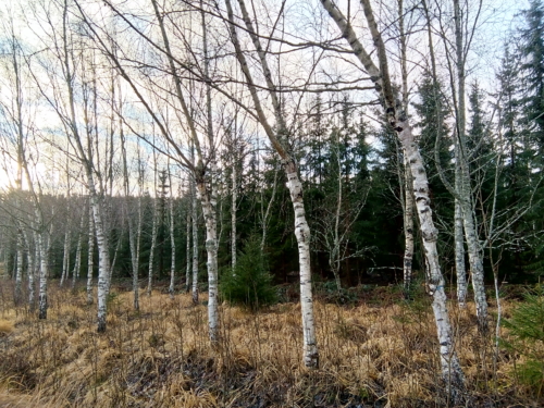 visakoivut – Visaseura ry